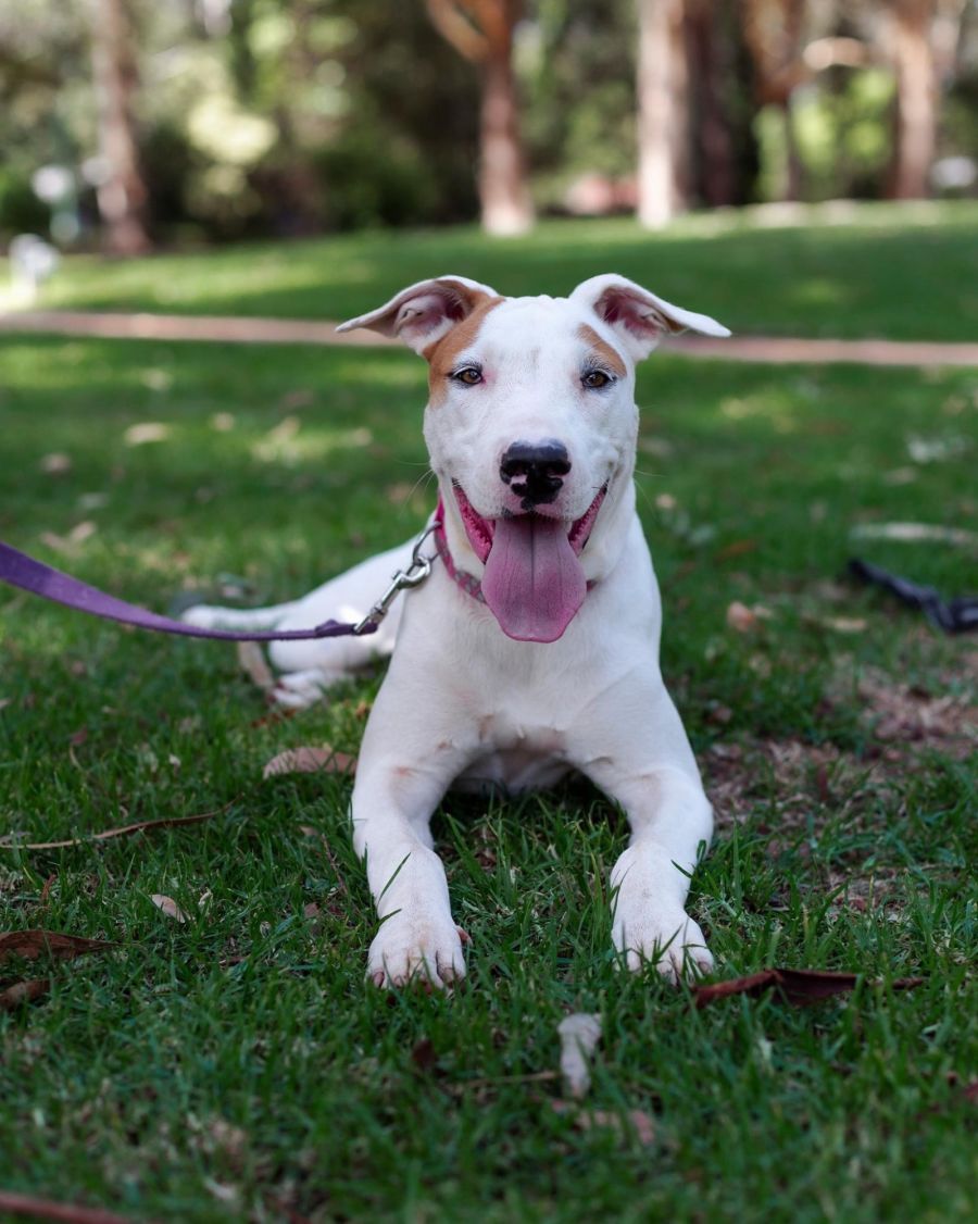 Lola - Large Female Bull Arab x Mastiff Mix Dog in QLD - PetRescue