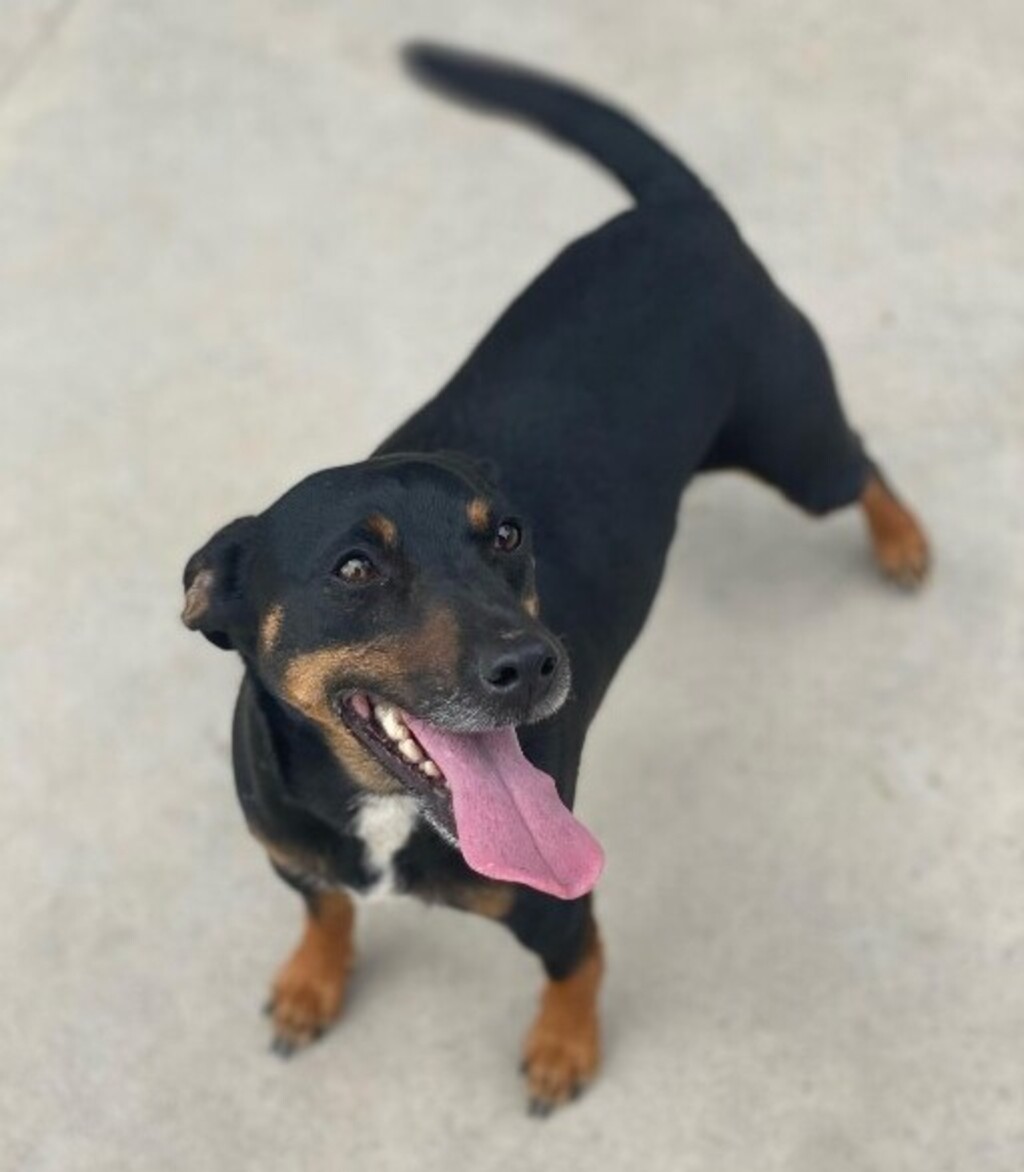 Pinny - Small Male Mini Pinscher Mix Dog in VIC - PetRescue