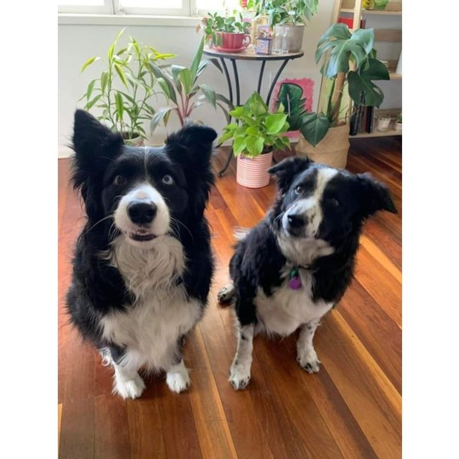 Parker & Macey - Medium Male Border Collie Dog in QLD - PetRescue