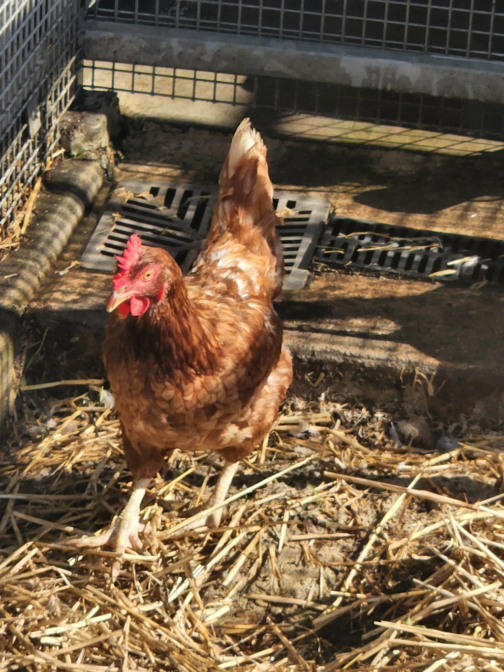 Princess Layer - Female Chicken Isa Brown Mix Fowl in QLD - PetRescue