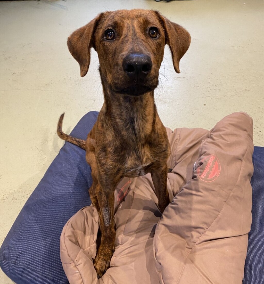 Ash - Medium Male Bull Arab x Rhodesian Ridgeback Mix Dog in VIC ...