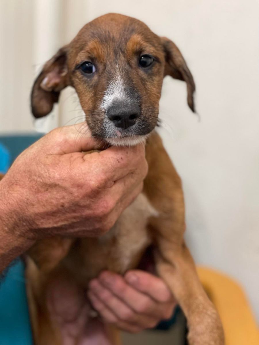 Kayo - Medium Male Mixed Breed Dog in QLD - PetRescue