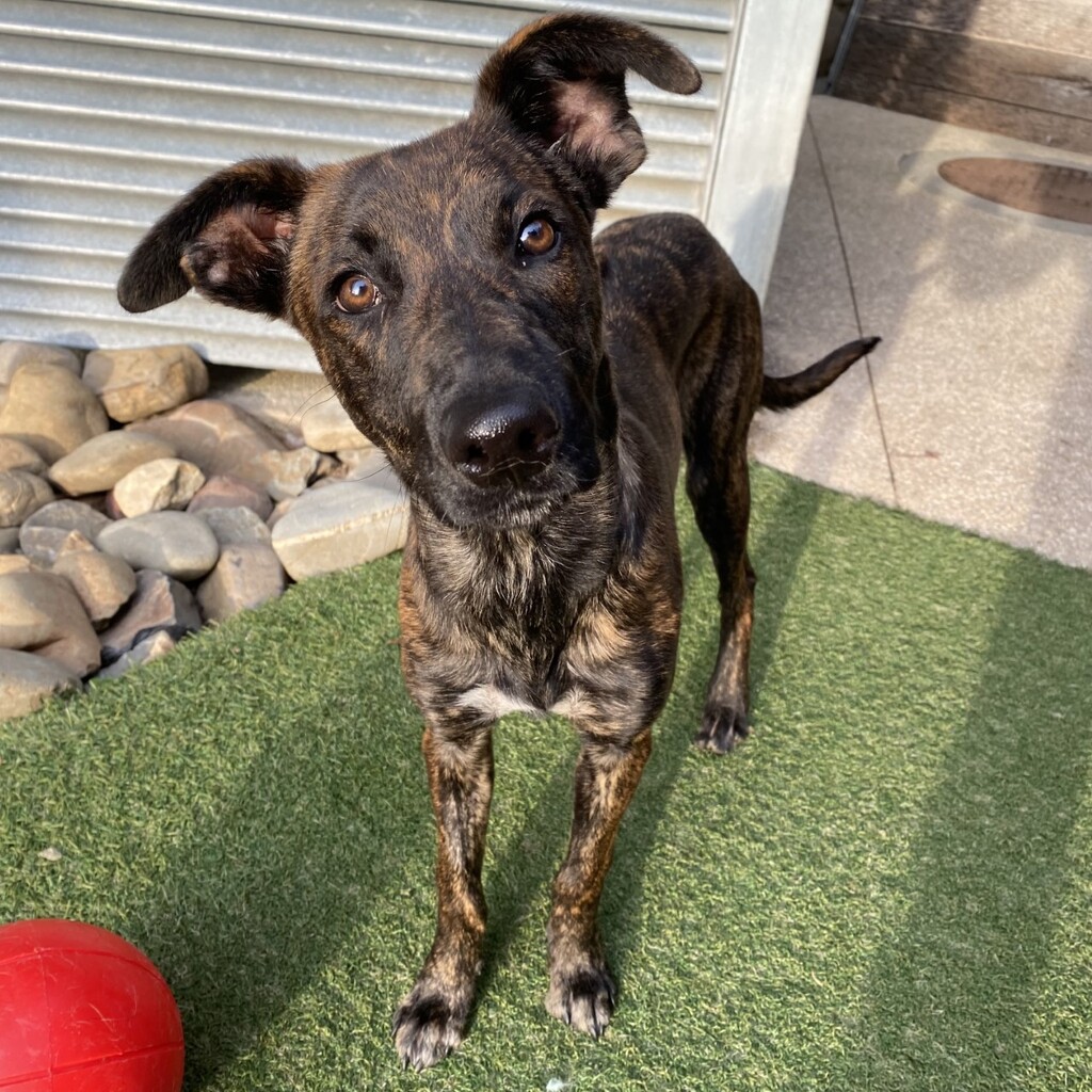 Mira - Medium Female Bull Arab x Rhodesian Ridgeback Mix Dog in VIC ...