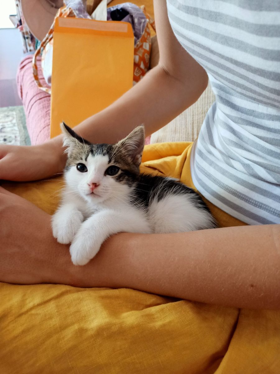 Goji - Female Domestic Short Hair Cat in NSW - PetRescue