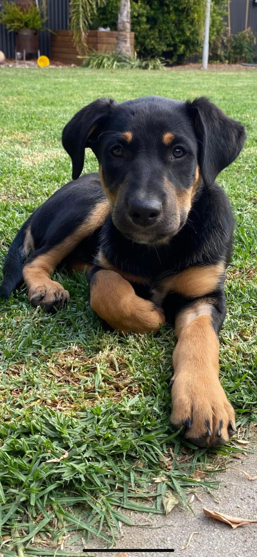 Jack - Medium Male Kelpie x Rhodesian Ridgeback Dog in VIC - PetRescue
