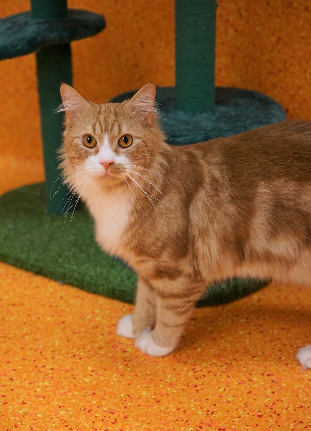 Gimli - Male Domestic Medium Hair Mix Cat in QLD - PetRescue