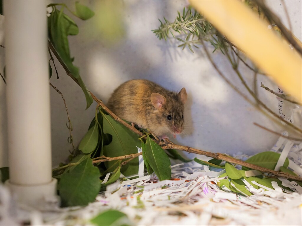 Witchetty Grub - Male Mouse Mix Rodent in QLD - PetRescue