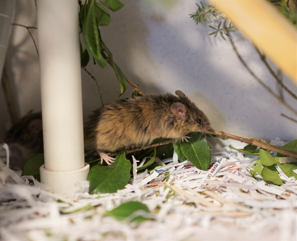 Gummi Bear - Male Mouse Mix Rodent in QLD - PetRescue