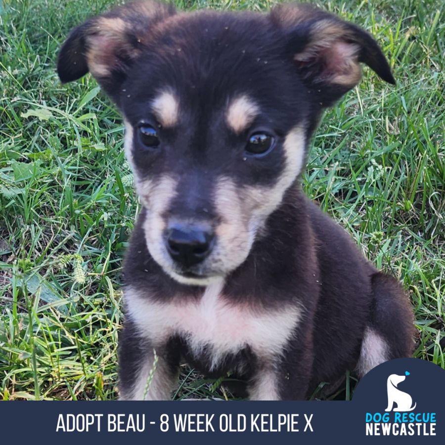 Beau - 8 Week Old Kelpie X (On Trial) - Medium Male Kelpie x Border Collie Dog in NSW - PetRescue
