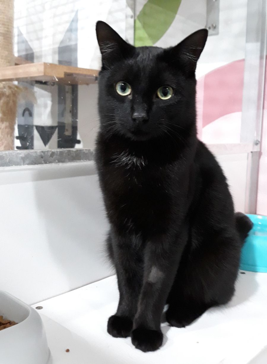 Sooty - Male Domestic Short Hair Cat in VIC - PetRescue