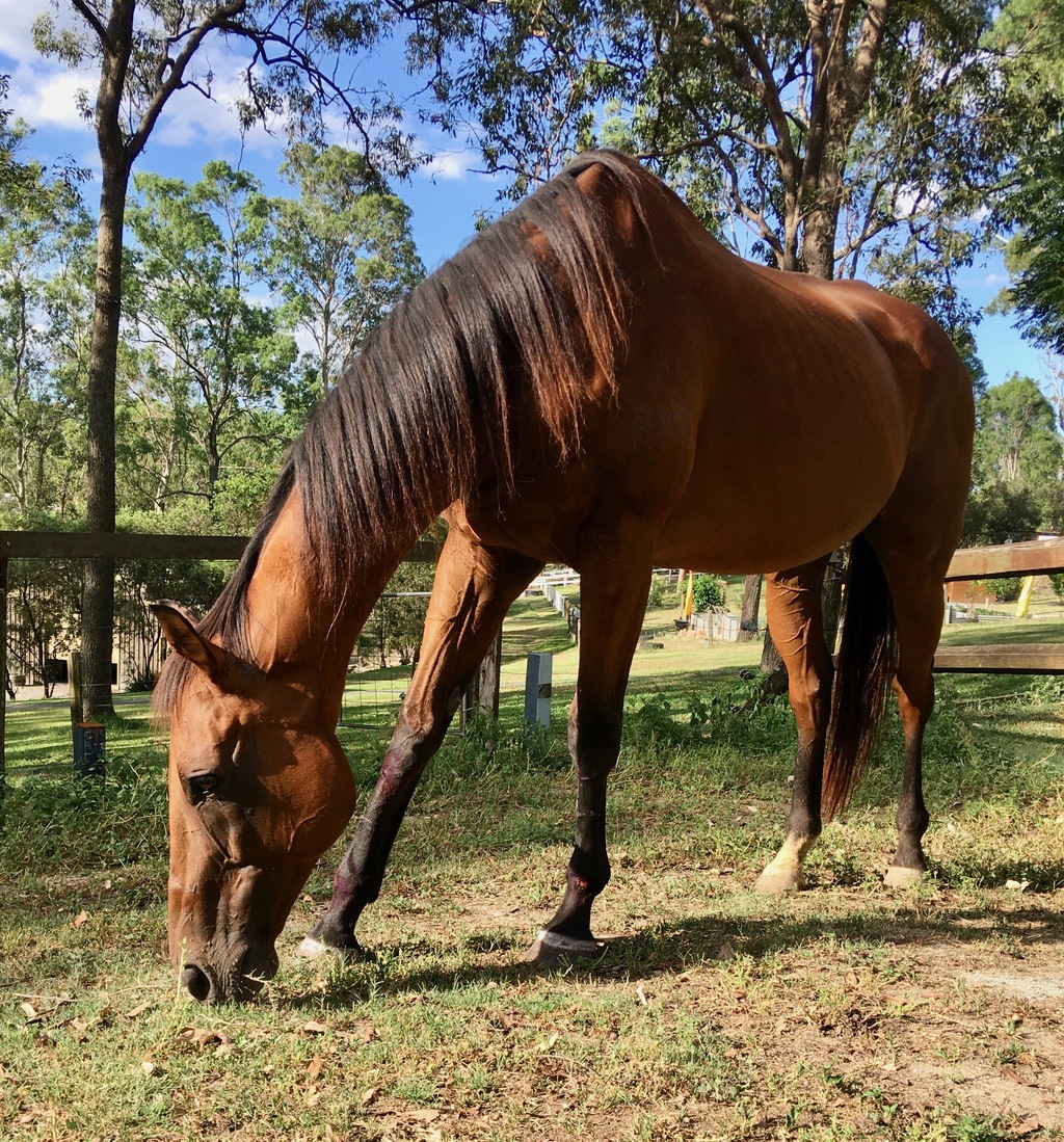 Barney - Male Thoroughbred Mix Horse in QLD - PetRescue