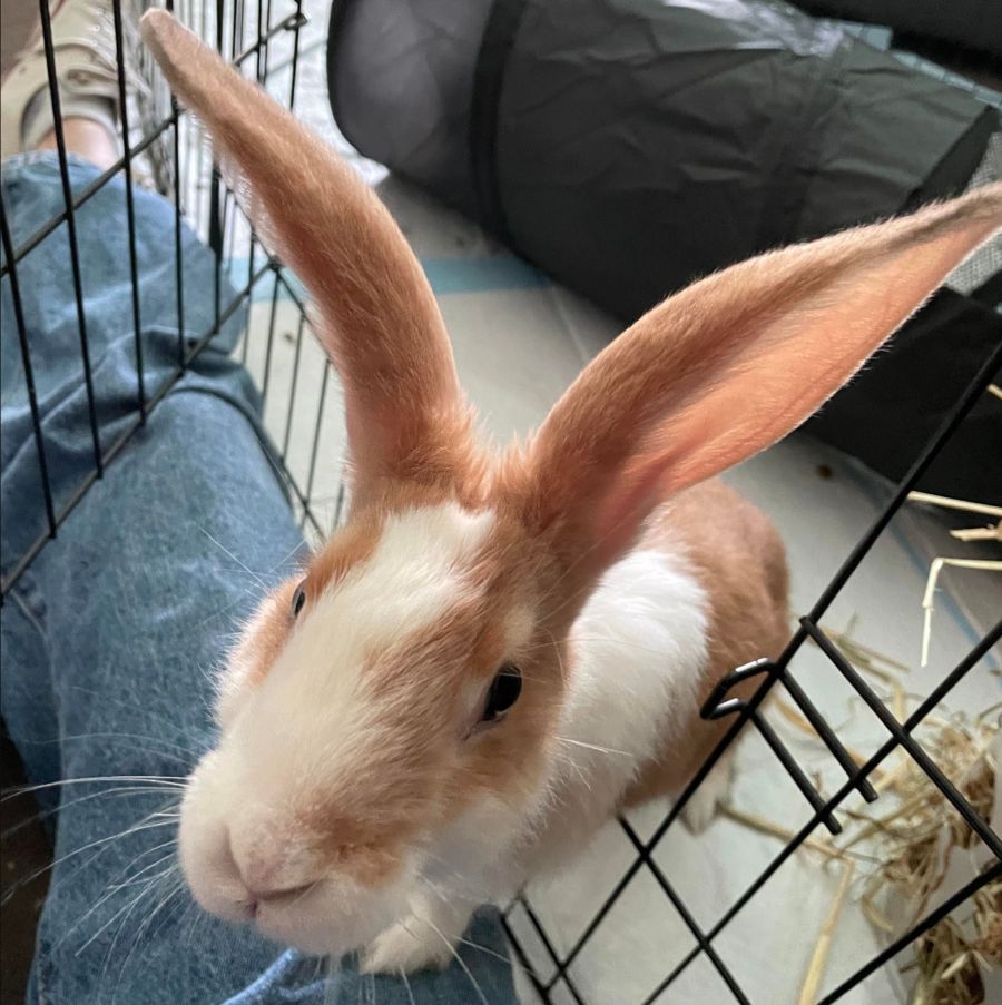 Poppyseed - Female Flemish Giant Rabbit in VIC - PetRescue
