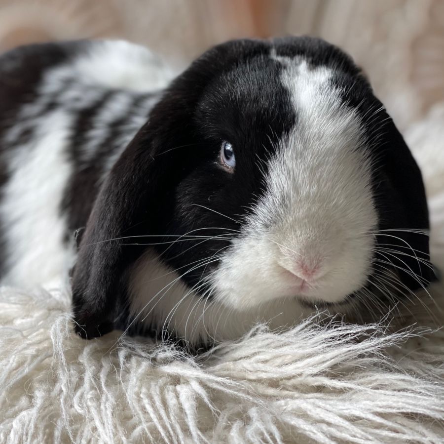 Ringo - Male Dwarf lop Rabbit in VIC - PetRescue