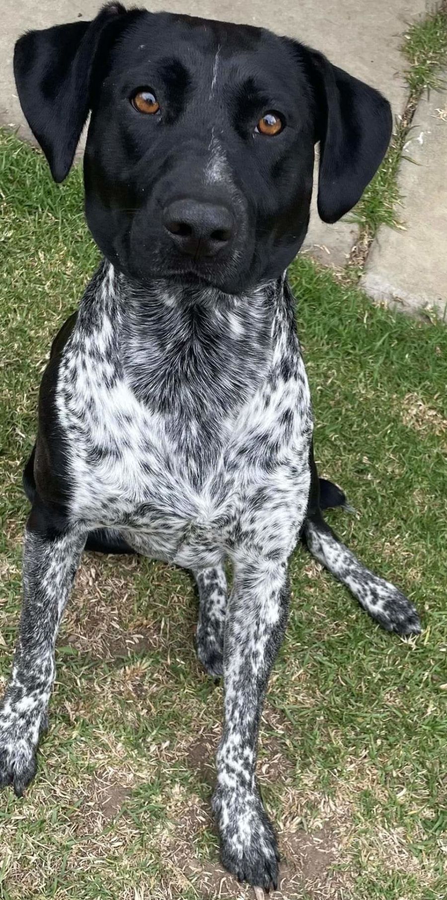 Ducky - Large Male Labrador x German Shorthaired Pointer Mix Dog in VIC ...