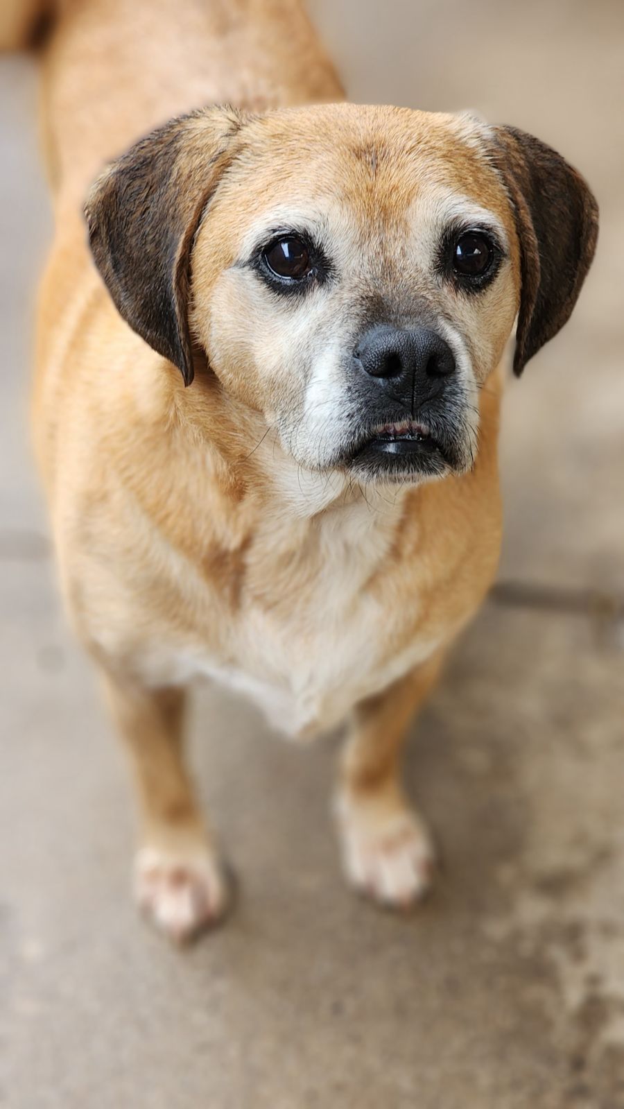 Oscar - Small Male Pug x Beagle Mix Dog in VIC - PetRescue