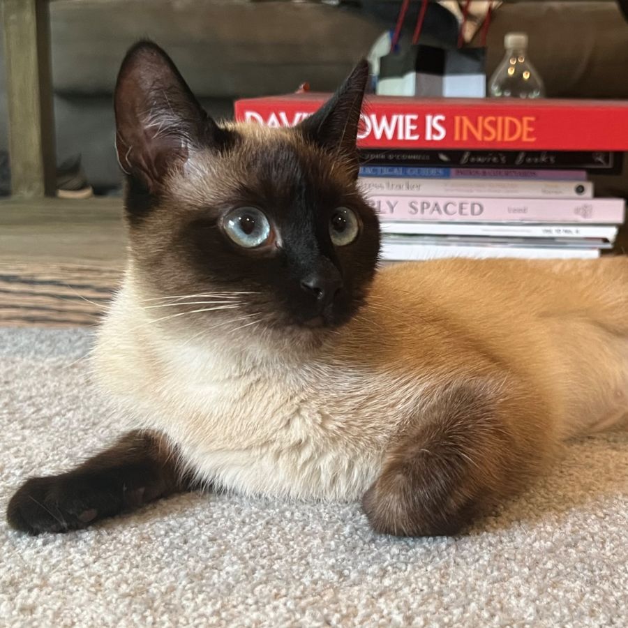 Harlow 🌹 - Female Siamese x Ragdoll Mix Cat in NSW - PetRescue