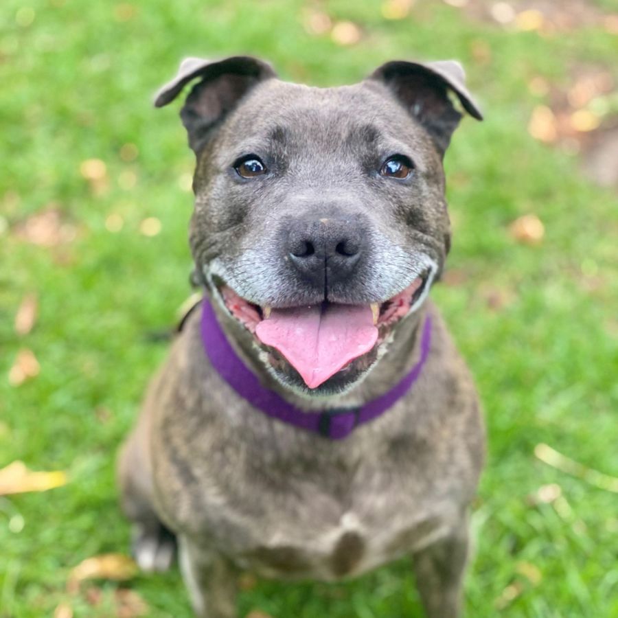Bubbles - Medium Female Staffy Dog in VIC - PetRescue