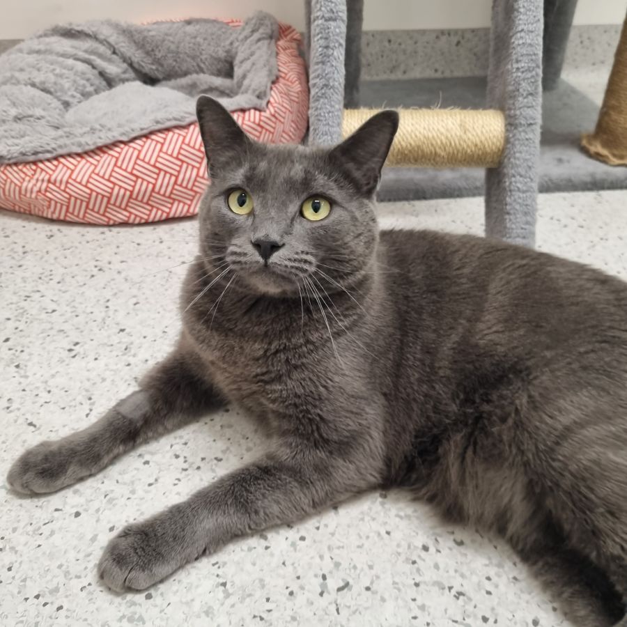 Ash - Male Domestic Short Hair Mix Cat in VIC - PetRescue