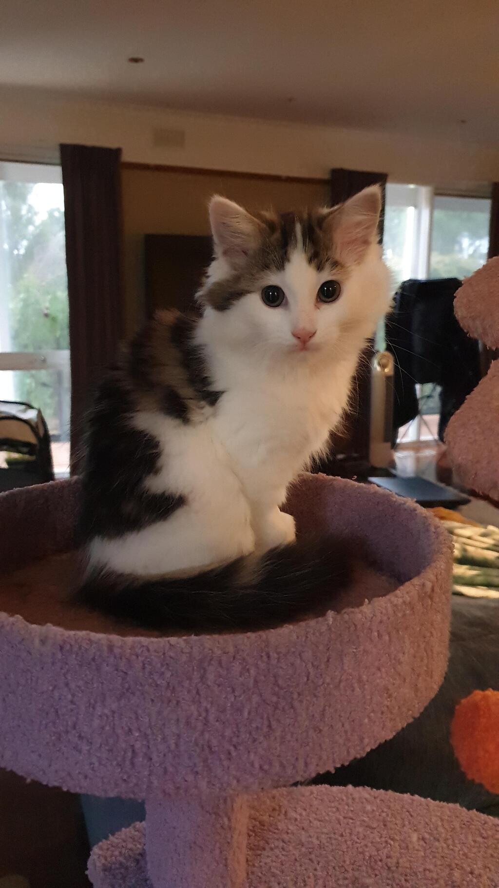 Luna (was Bonzi ) - Female Dlh Mix Cat in VIC - PetRescue