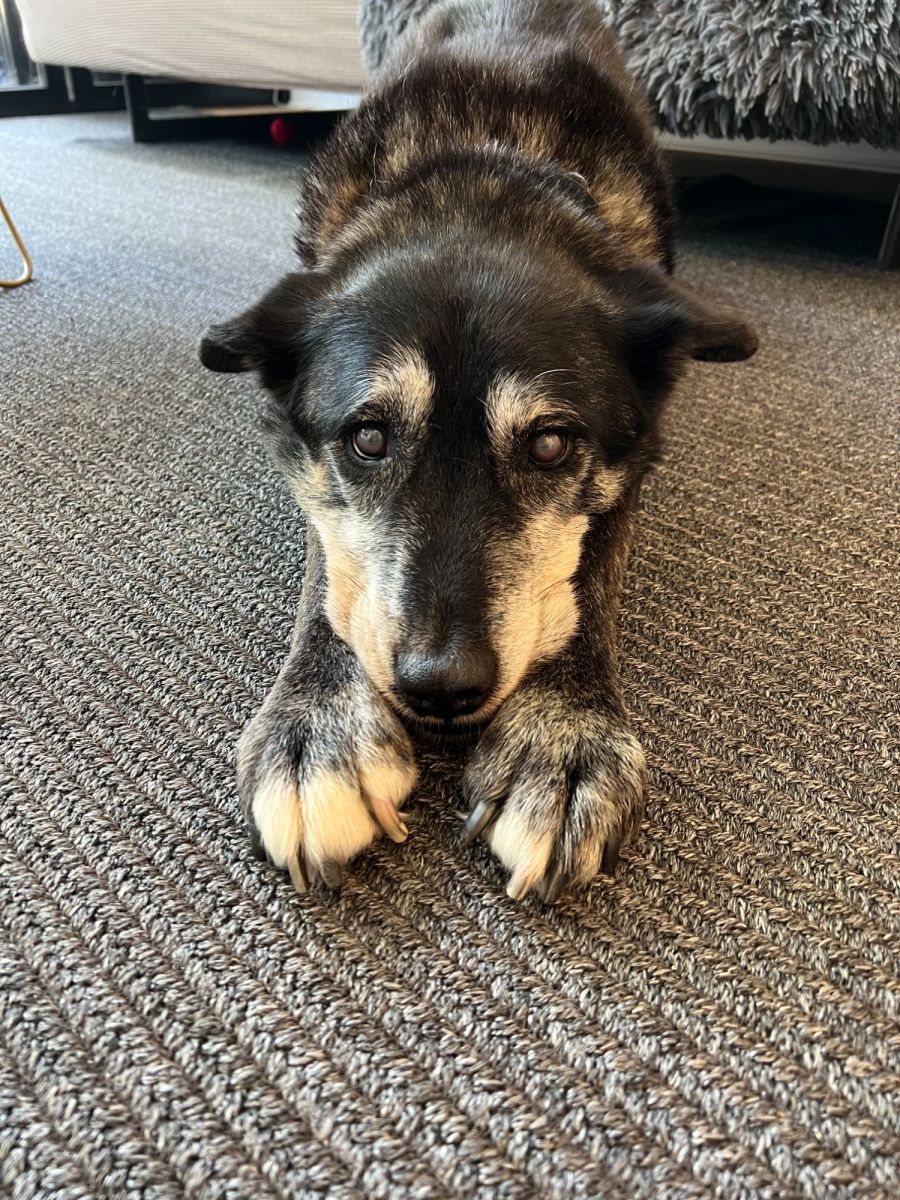 Buddy - Large Male German Shepherd Mix Dog in NSW - PetRescue