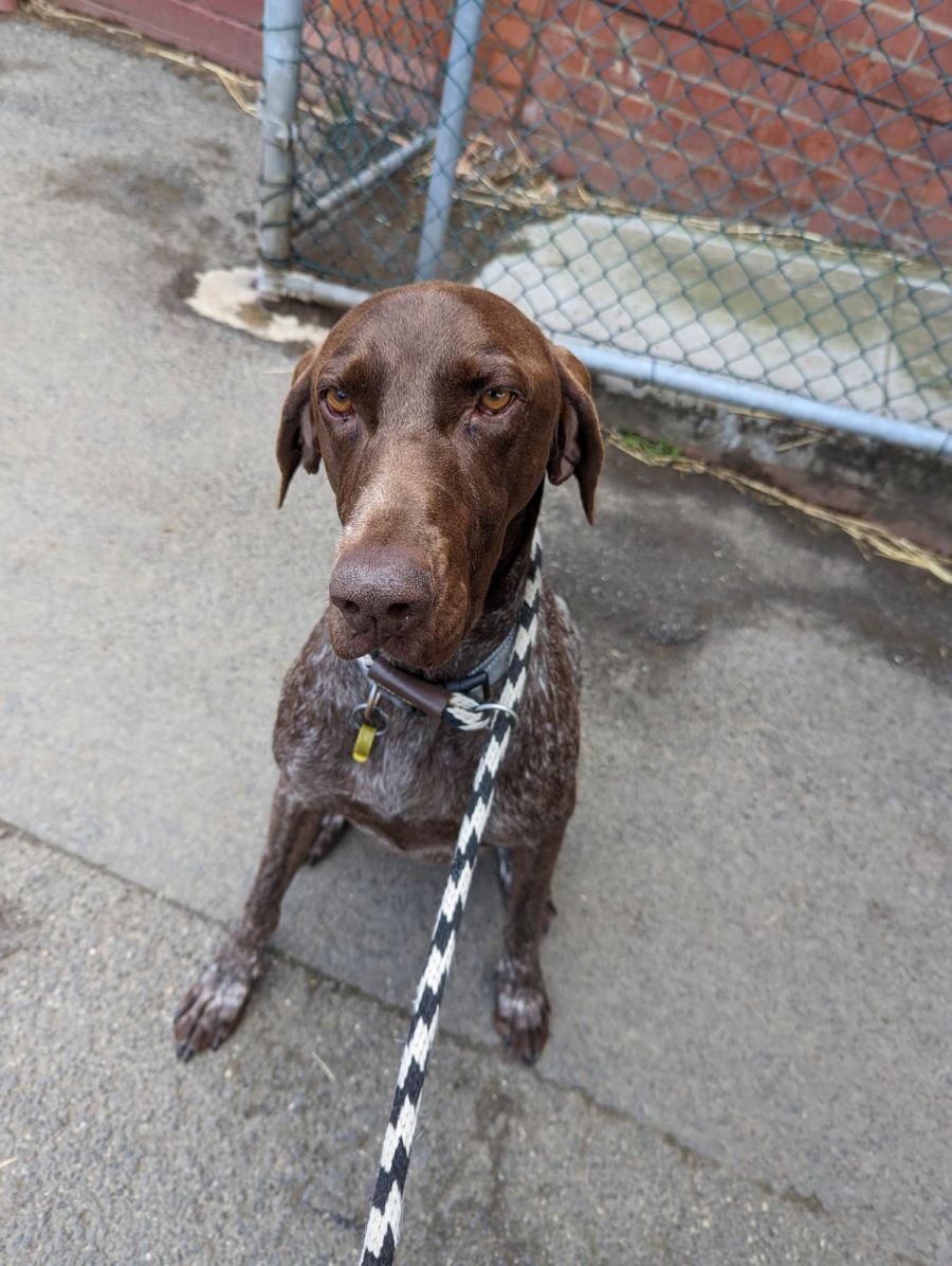 Milo - Large Male German Shorthaired Pointer Dog in VIC - PetRescue