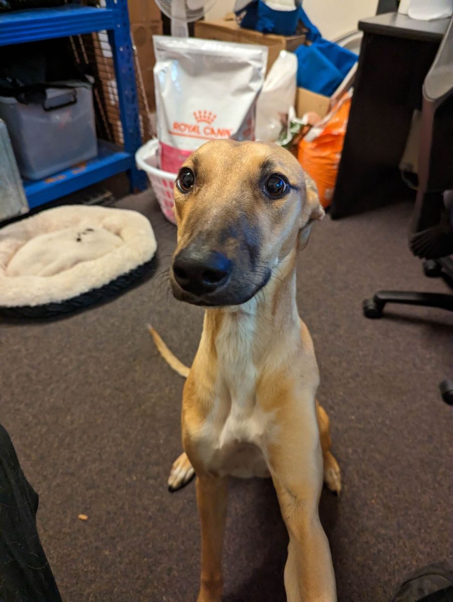 Stevie - Medium Female Greyhound x Whippet Mix Dog in VIC - PetRescue