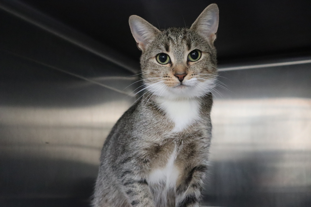Shiraz - Female Domestic Short Hair Mix Cat in VIC - PetRescue