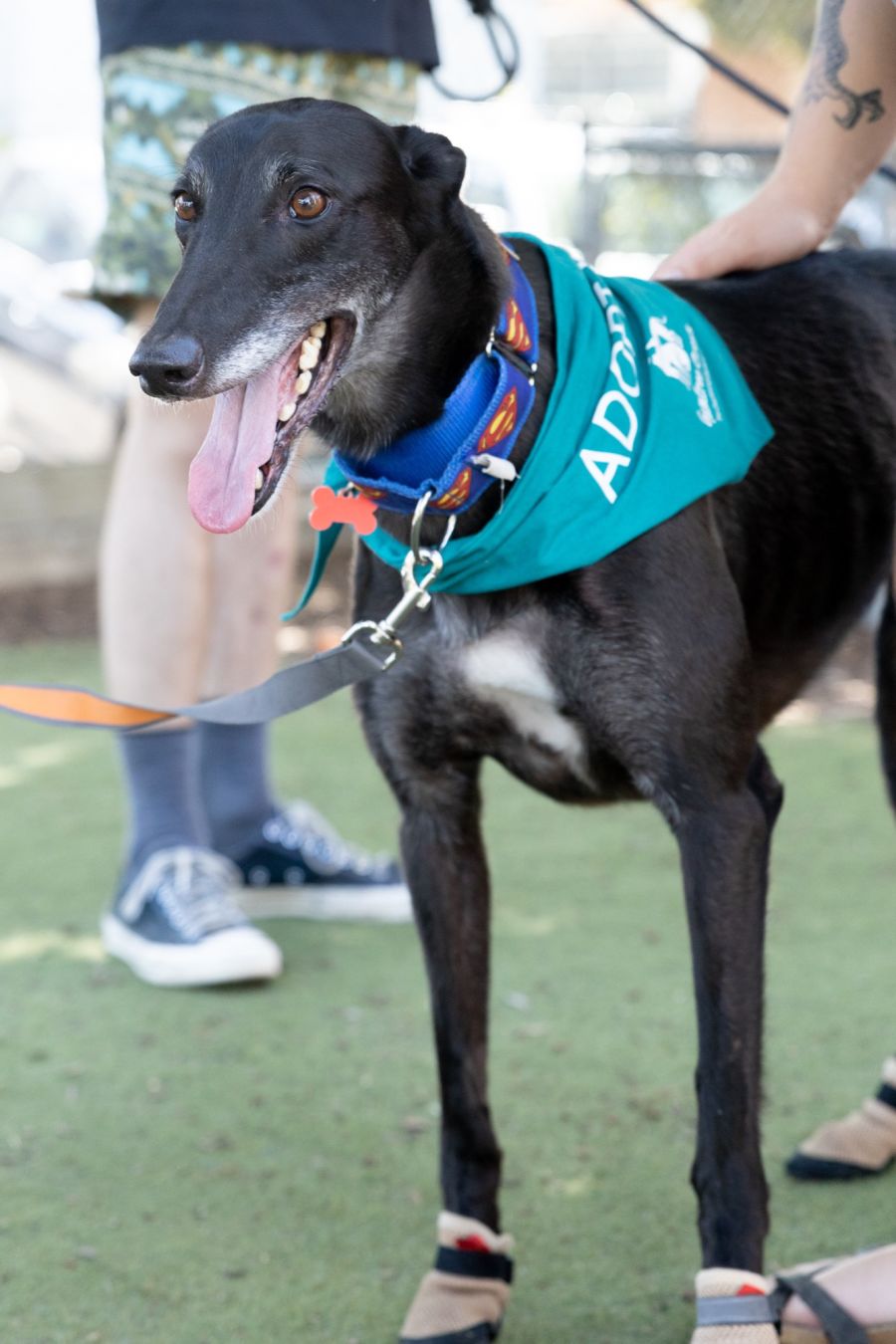 Pat - Large Male Greyhound Dog in VIC - PetRescue