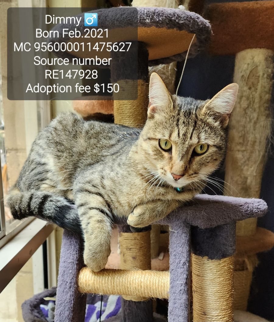 Dimmy - Male Domestic Short Hair Cat in VIC - PetRescue