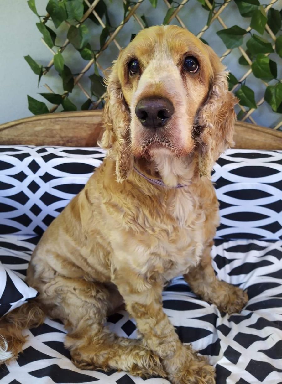 Iggy - Medium Female Cocker Spaniel, English Dog in QLD - PetRescue