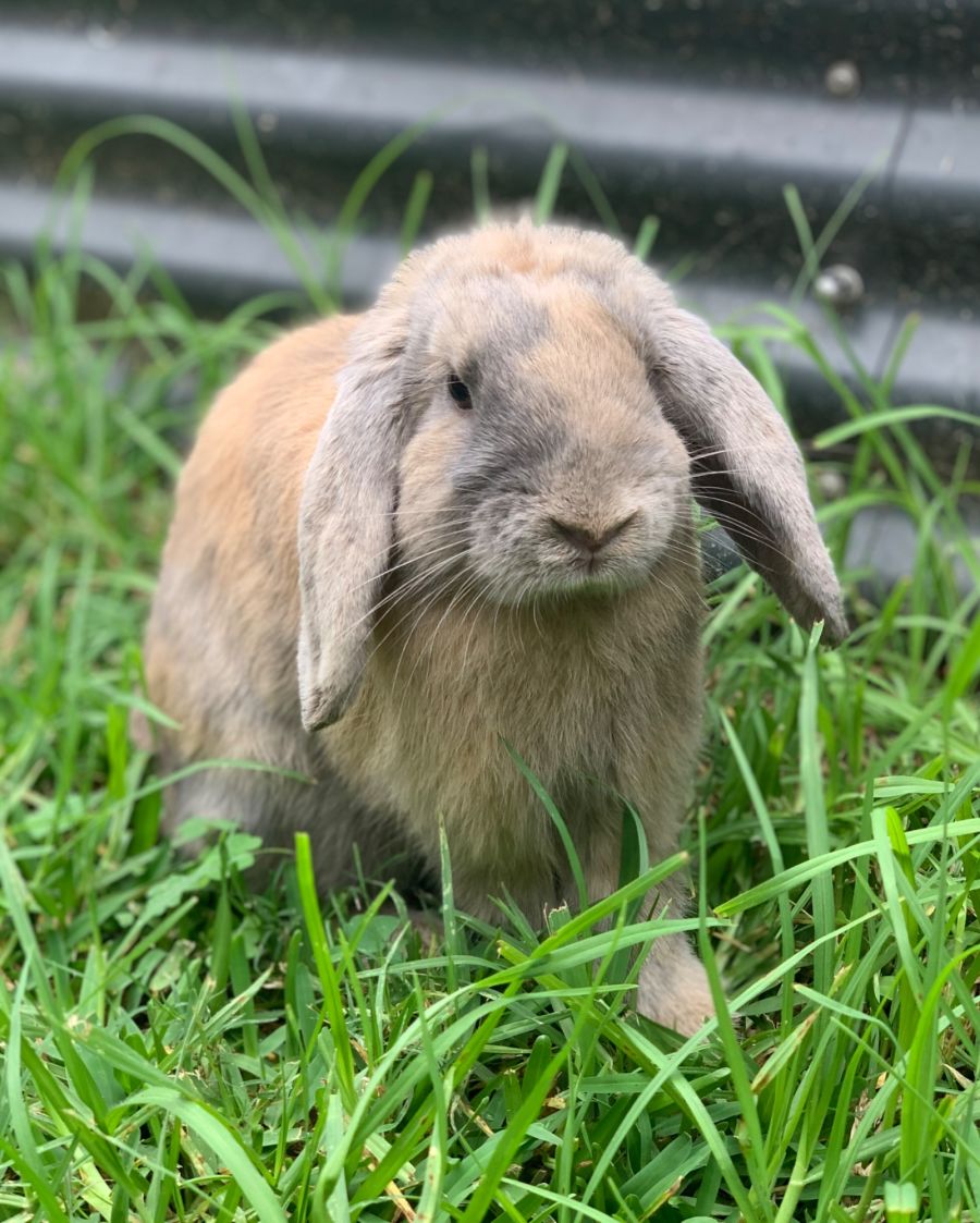 Herman - Male Lop Eared Rabbit in NSW - PetRescue