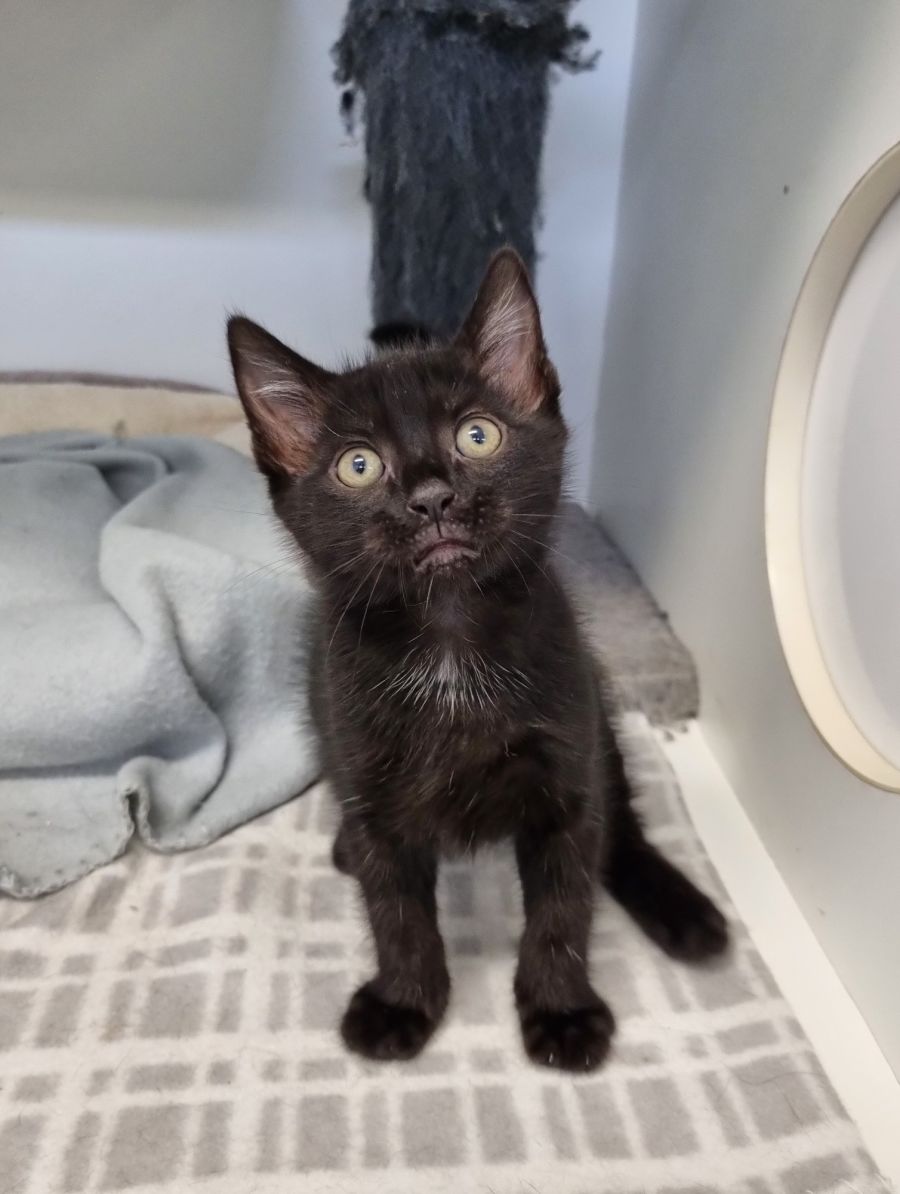 Barnaby - Male Domestic Short Hair Cat in NSW - PetRescue