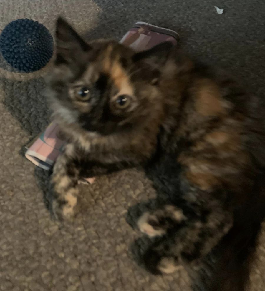 Medium Haired Black Torti Female - Female Domestic Medium Hair Cat in ...