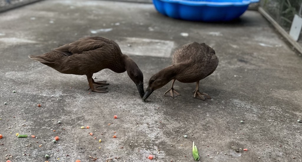Daisy - Female Duck Mix Fowl in QLD - PetRescue