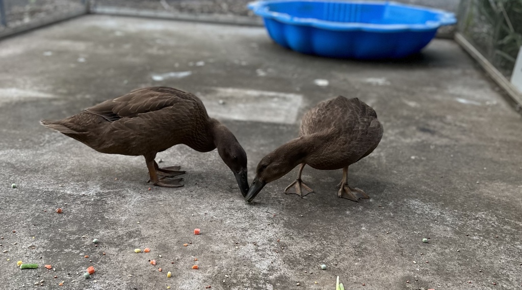 Daffy - Female Duck Mix Fowl in QLD - PetRescue