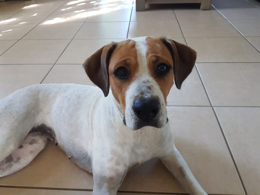 Shayla - Medium Female Coonhound Mix Dog in QLD - PetRescue