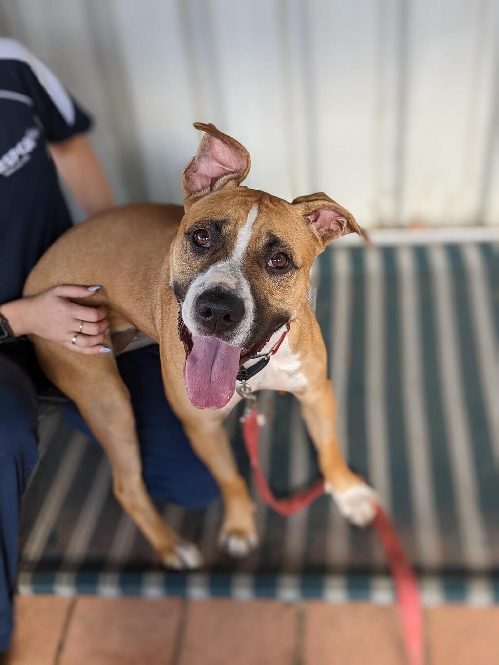 Rose - Medium Female American Staffy Mix Dog in WA - PetRescue