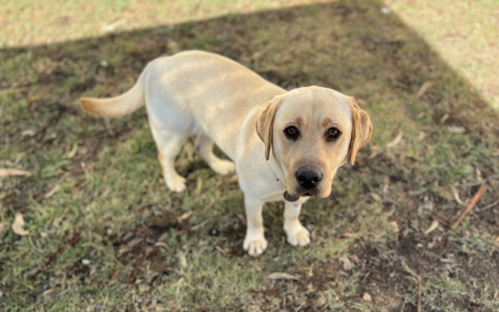 Mash Potatoes - Large Female Labrador Mix Dog in VIC - PetRescue