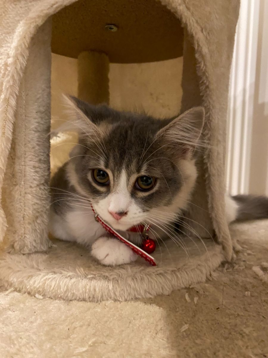 Cannoli - Female Domestic Medium Hair Cat in VIC - PetRescue