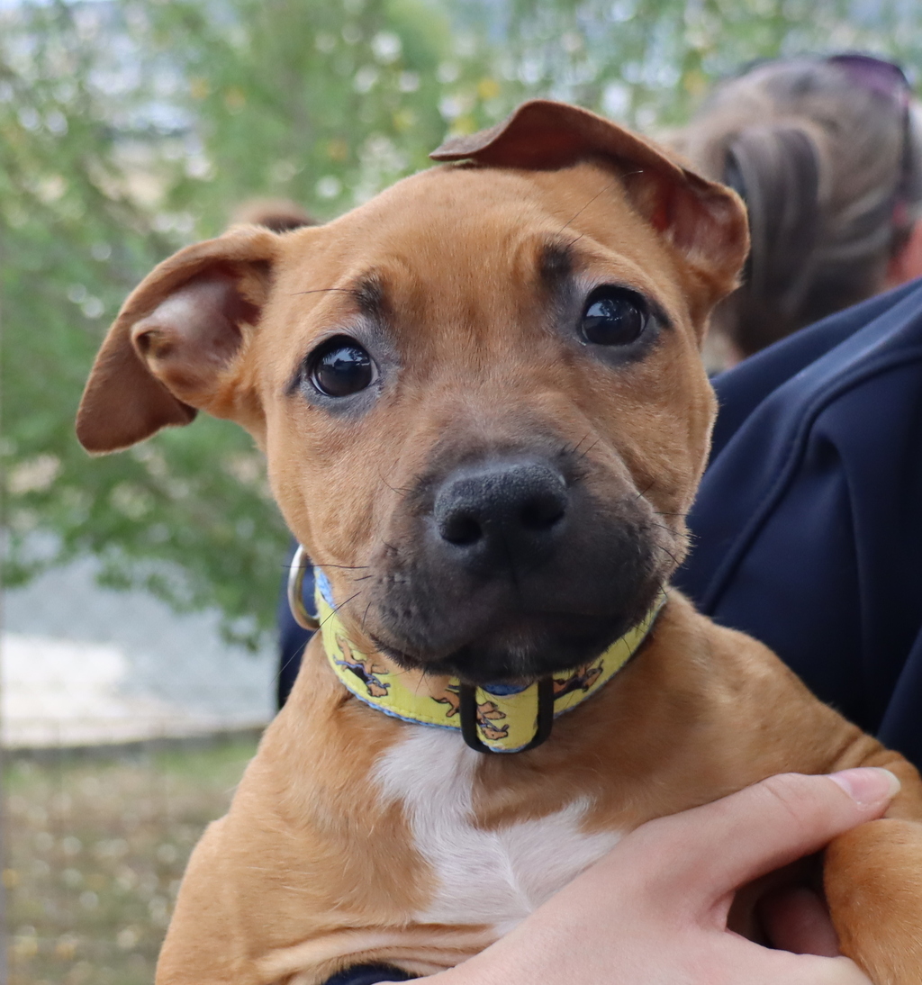 March - Medium Female American Staffordshire Terrier Mix Dog in ACT ...