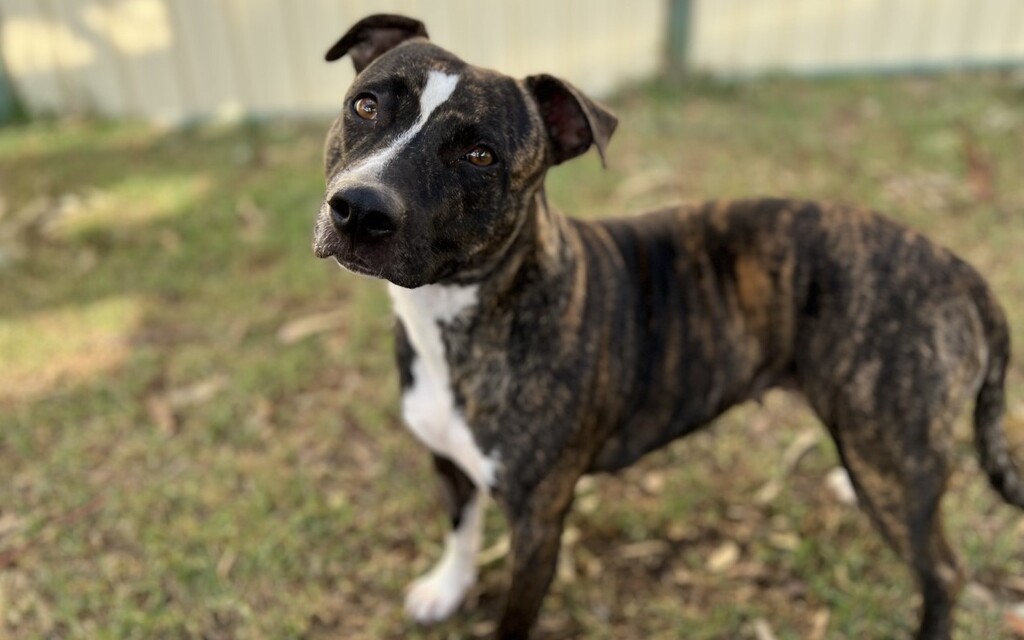 Tessa - Large Female Staffordshire Bull Terrier Mix Dog in VIC - PetRescue