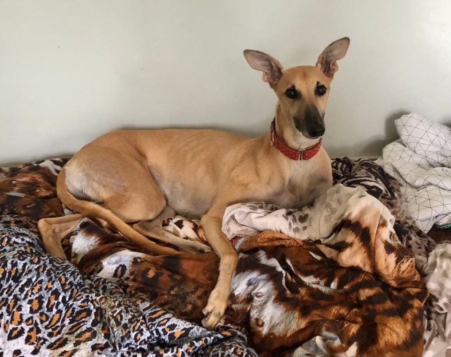 Baby - Large Female Greyhound Dog in NSW - PetRescue