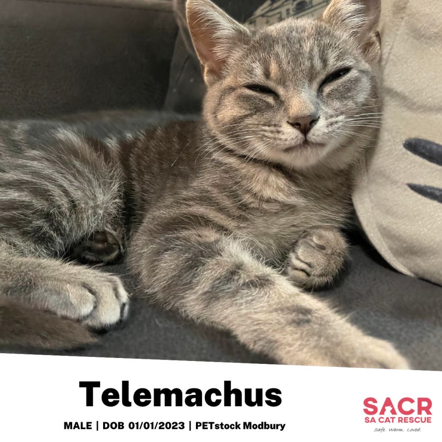 Telemachus - Male Domestic Short Hair Cat in SA - PetRescue