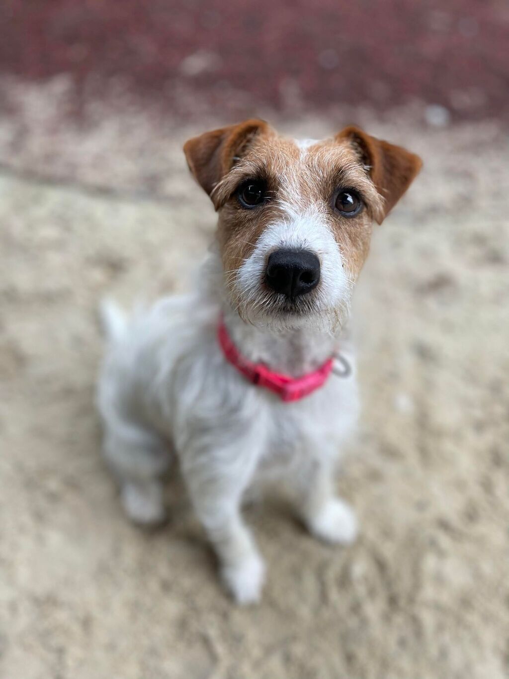 Tilly - Small Female Jack Russell Terrier, Wirehaired Dog in VIC ...