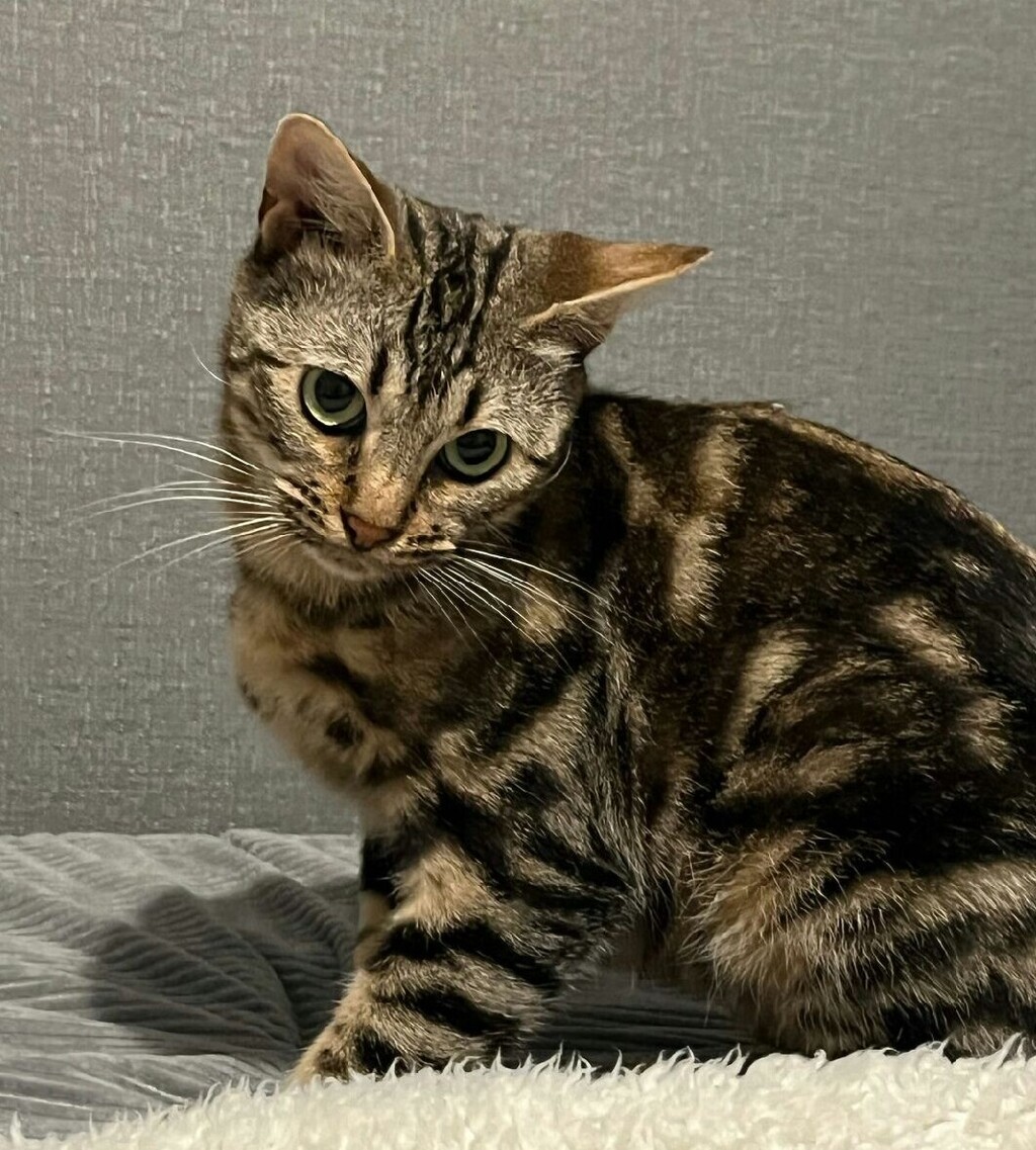 Eloise - Female Bengal Mix Cat in VIC - PetRescue