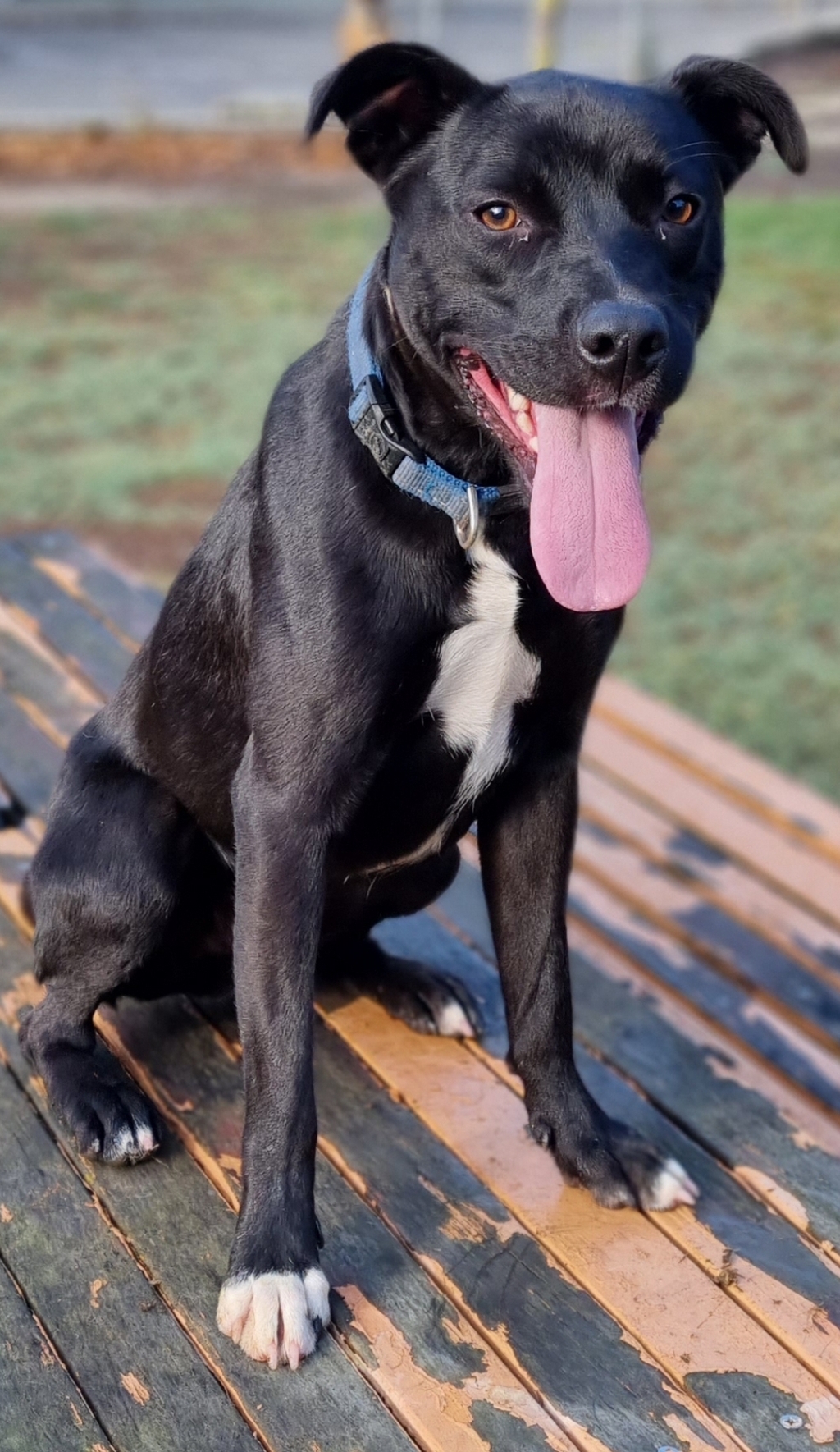 Mac - Medium Male Kelpie x Staffy Mix Dog in VIC - PetRescue