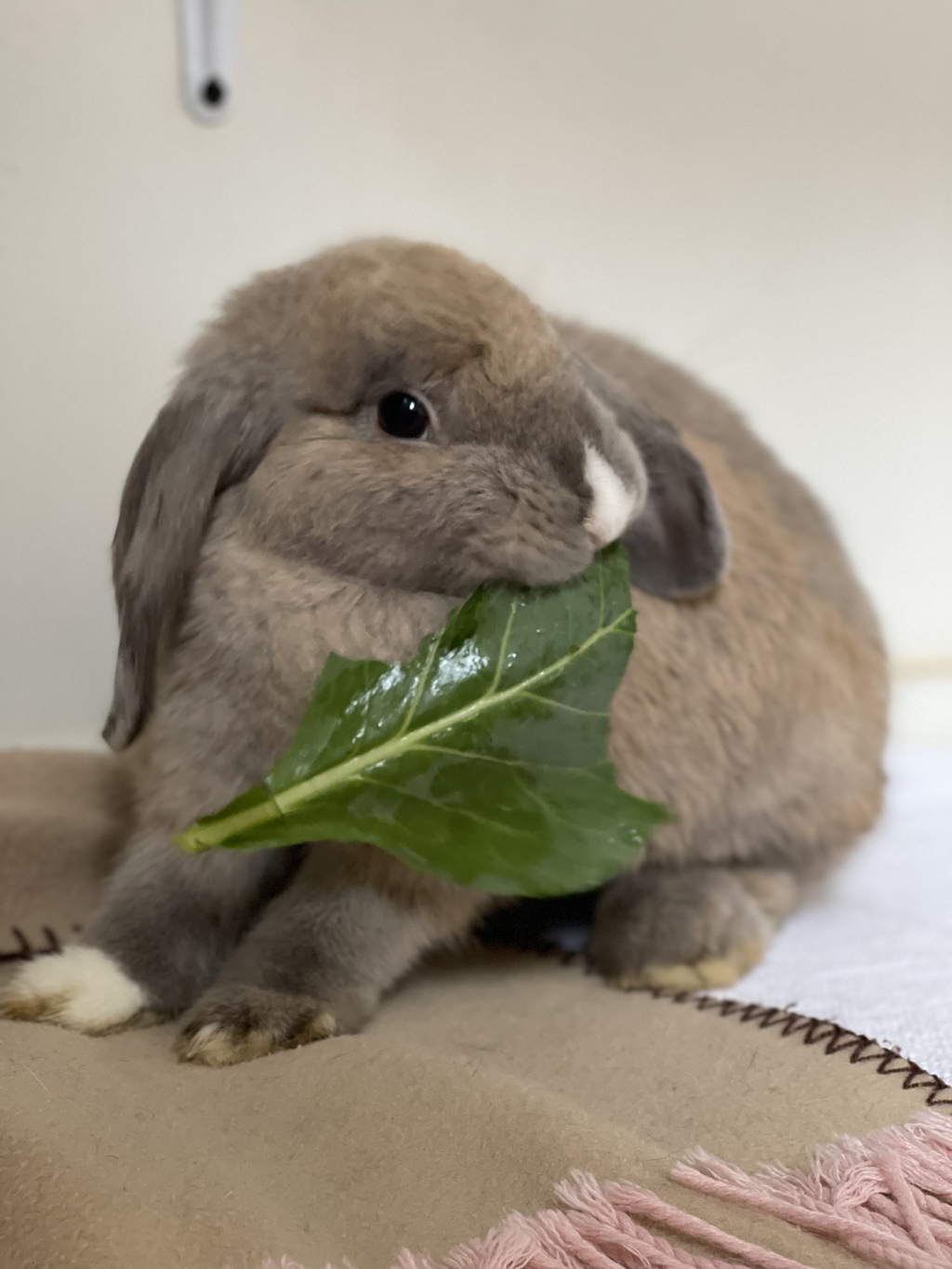 Noelle - Female Lop Eared Mix Rabbit in NSW - PetRescue