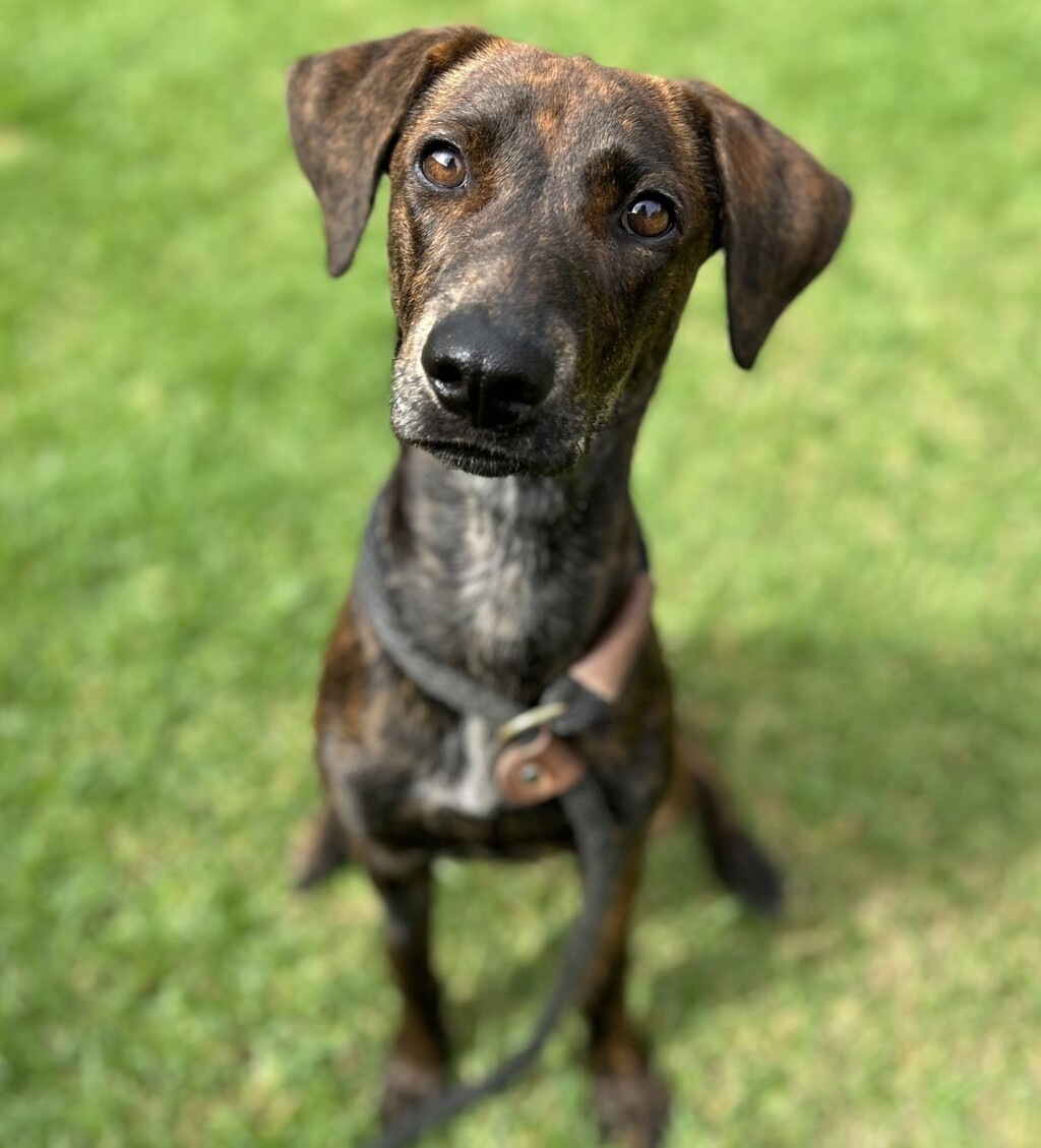 Maisy - Medium Female Bull Arab x Rhodesian Ridgeback Mix Dog in VIC ...