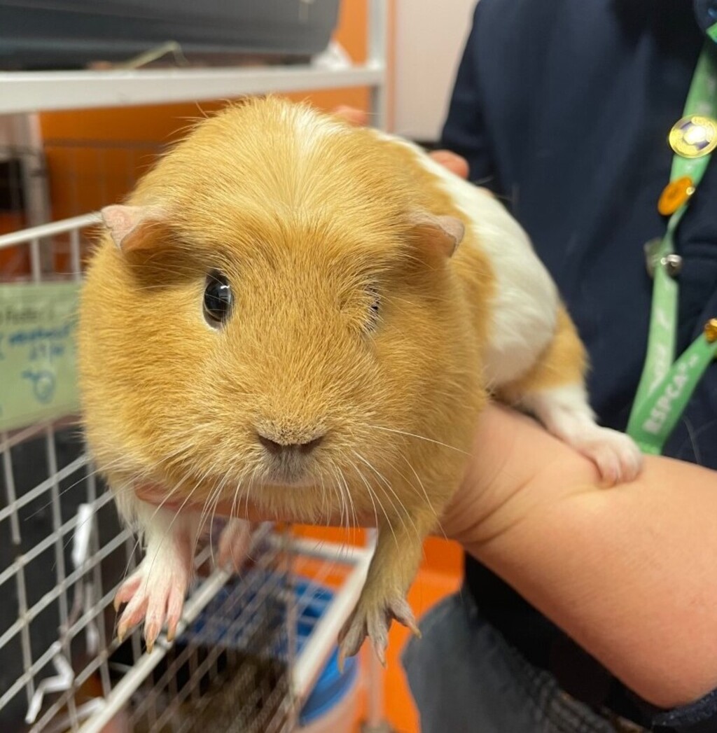 Kath - Female Short-hair Crested Mix Guinea Pig in QLD - PetRescue