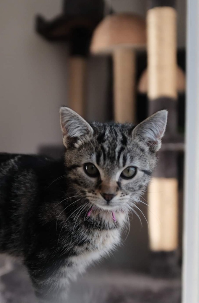 Katara - Petstock - Female Domestic Short Hair Cat in TAS - PetRescue